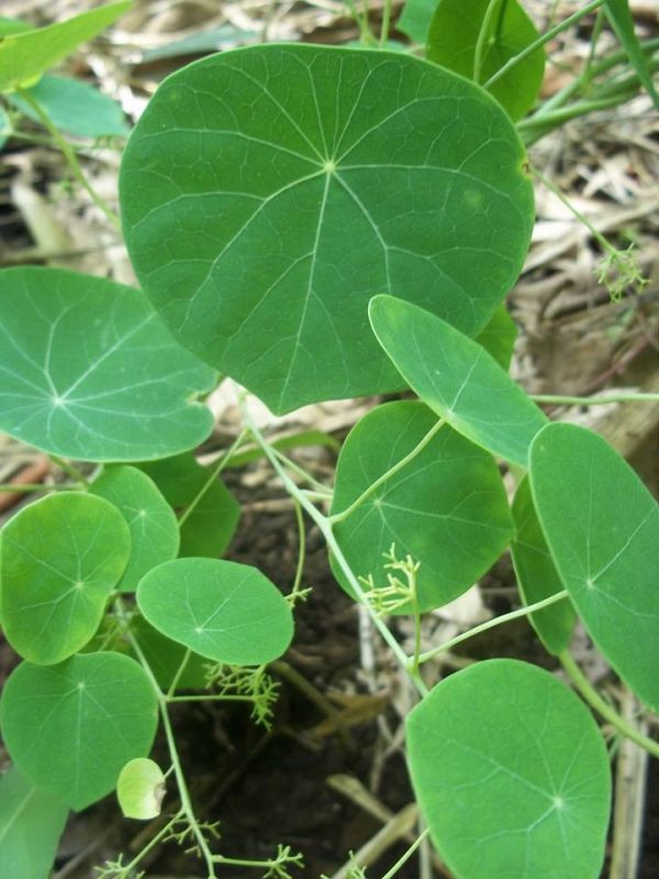 1 BULBS BIG SIZE STEPHANIA ERECTA CRAIB MENISPERMACEAE RARE PLANT ...