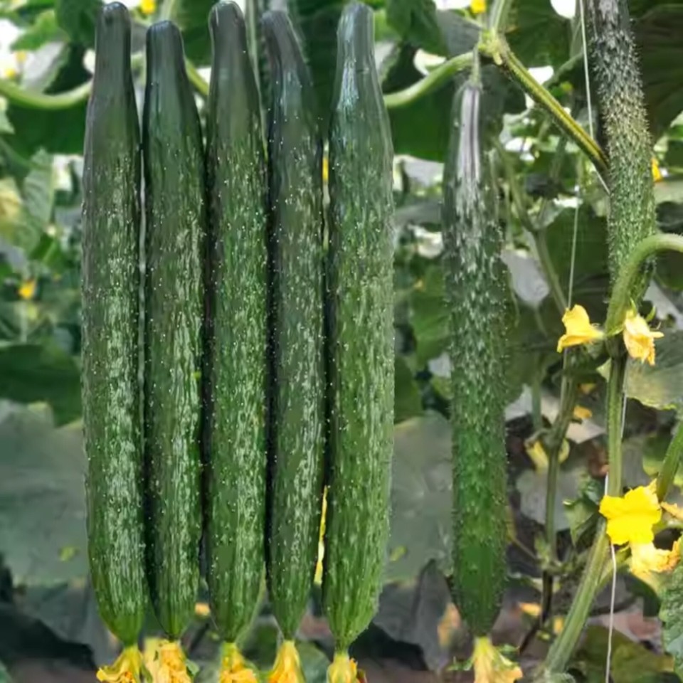 60pcs Asian Suyo Long Cucumber Seeds - Heirloom, Non-GMO, China Long ...