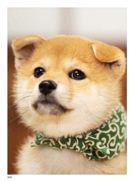 Nidaime Wafu Sohonke Ouchi No Mamesuke Official Photo Book (art Book ...