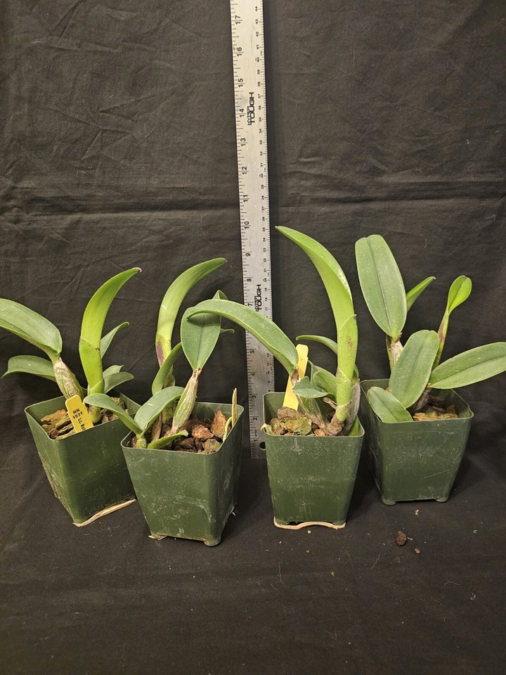 Rlc Robert Strait 'Islanders Delight' Near Bloom Size Cattleya Orchid ...