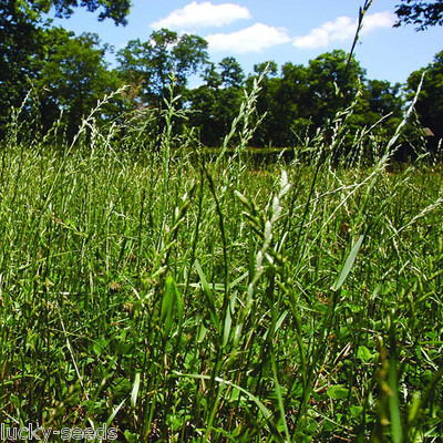 Gulf Annual Ryegrass "Lawns and for Winter Pasture" 10 Lbs Bulk Package ...