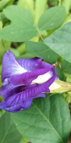 Aurvedic beauty tea nil katarolu flower seeds | eBay