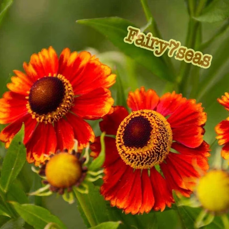 Helenium Seeds -Helenium Autumnale - Sneezeweed Autumnale Mix | eBay
