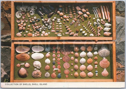 Vintage Postcard Shell Island Wales Seashells Display Scene Marine ...