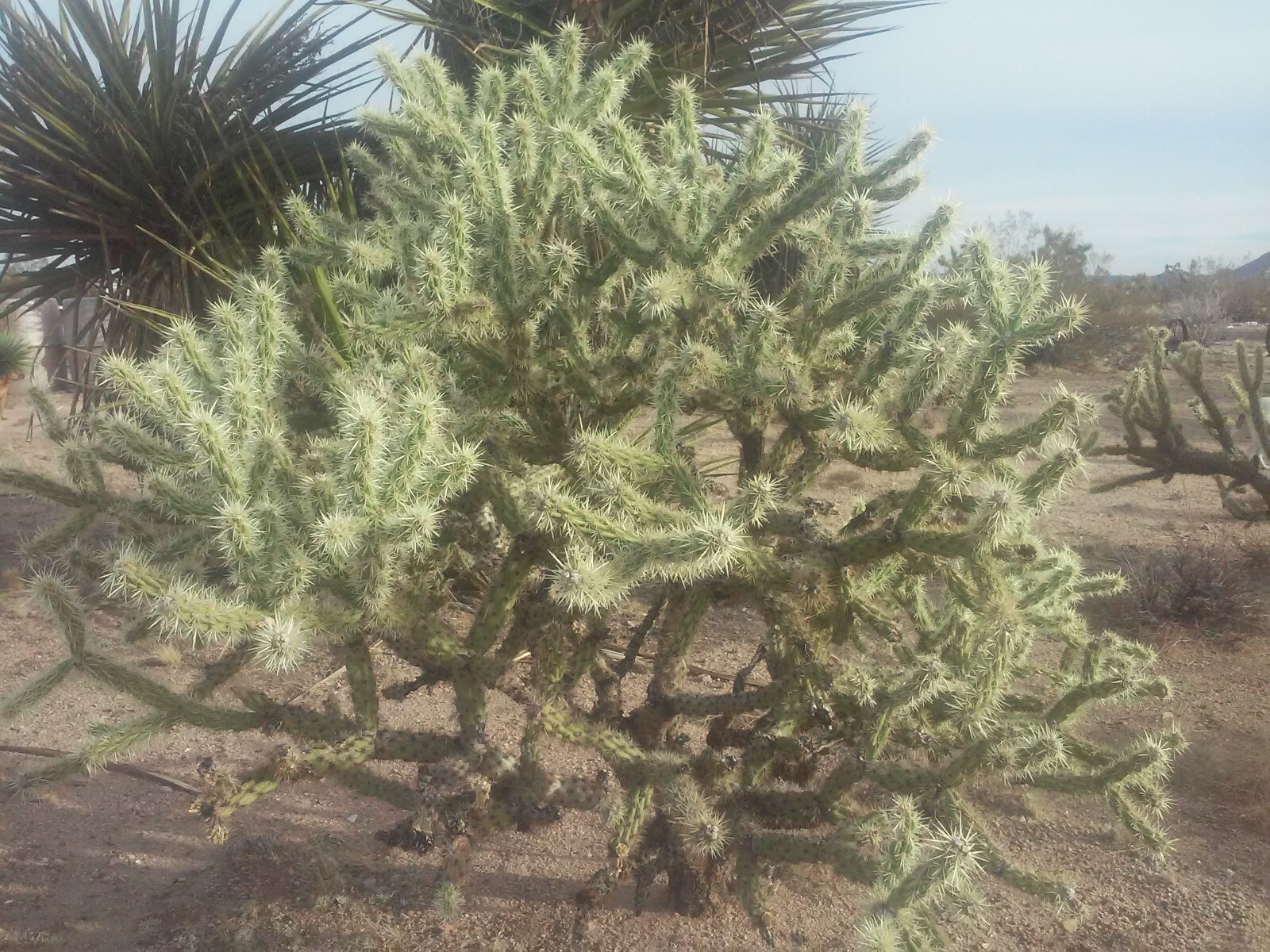 Cholla Cactus Seeds (cylindropuntia fulgida) -30 seeds- | eBay
