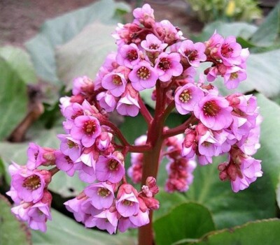 BERGENIA CORDIFOLIA LIVE PIGSQUEAK PLANT HARDY PERENNIAL FLOWERS PART ...