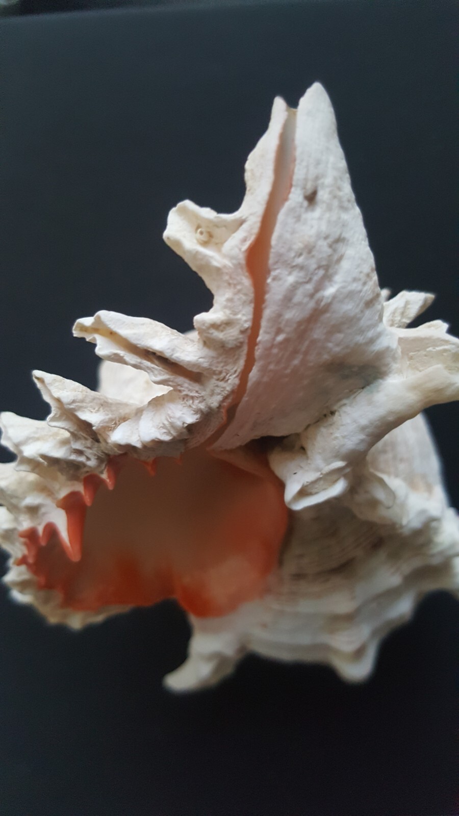 Gem Murex Chicoreus Ramosus With Exceptional Deep Orange Outer Lip Red ...