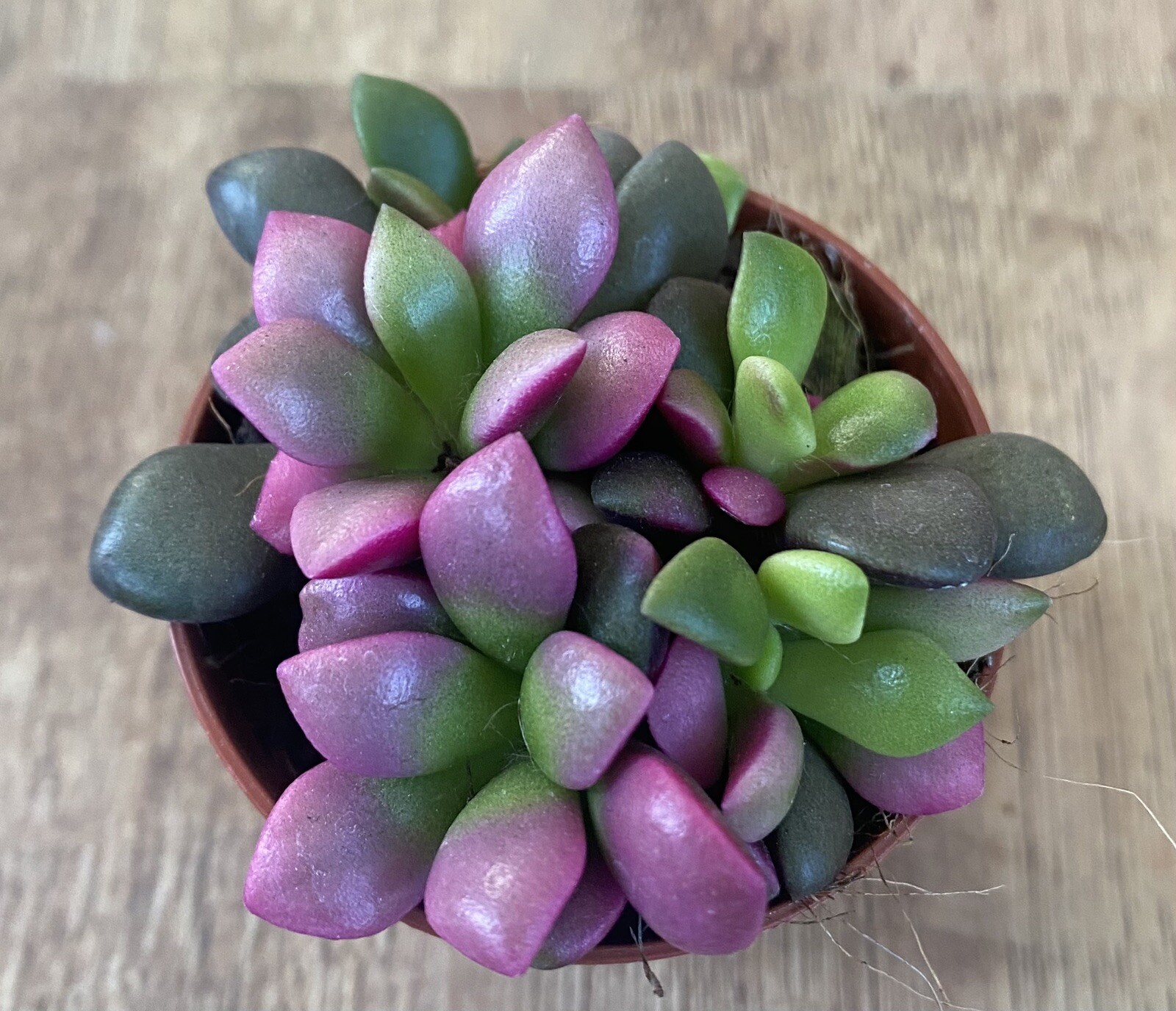 Anacampseros Rufescens ‘Sunrise’ | Succulent Plant | 6cm Pot ...