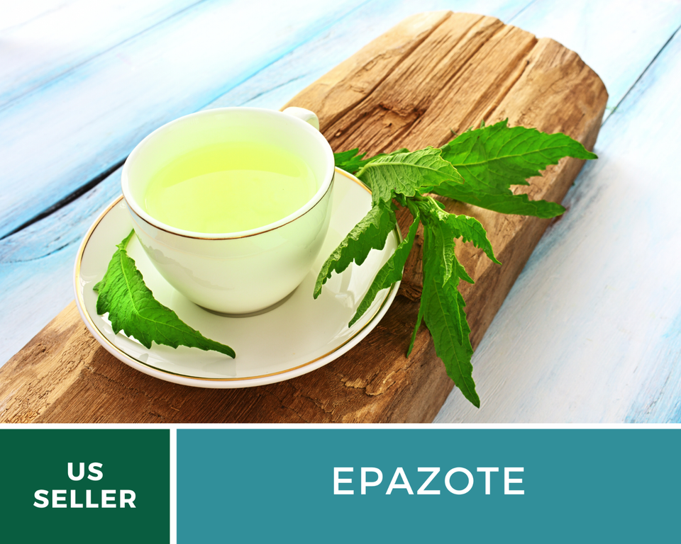 Epazote - Mexican Tea - Culinary & Medicinal Herb - GMO Free | eBay