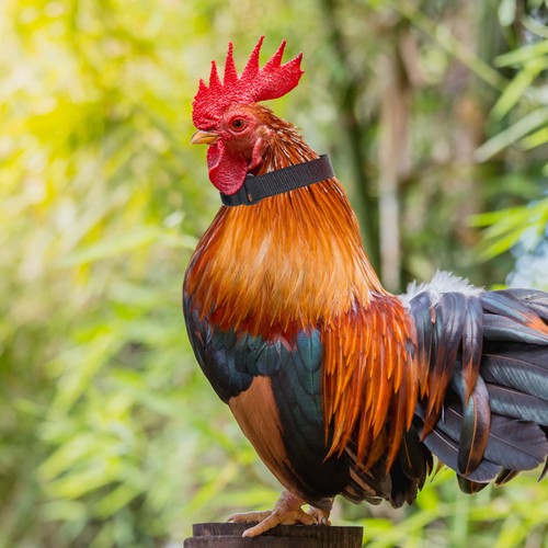 4 Pcs Noise-proof Collar Rooster Stop Crow Chicken Supplies No-crow ...