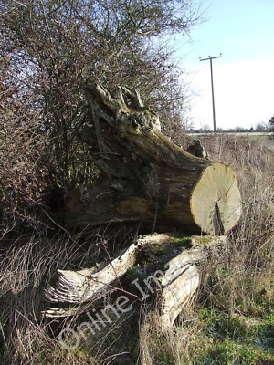Photo 12x8 Tree Stump North Lopham Tree stump at the side of Ling Lane ...