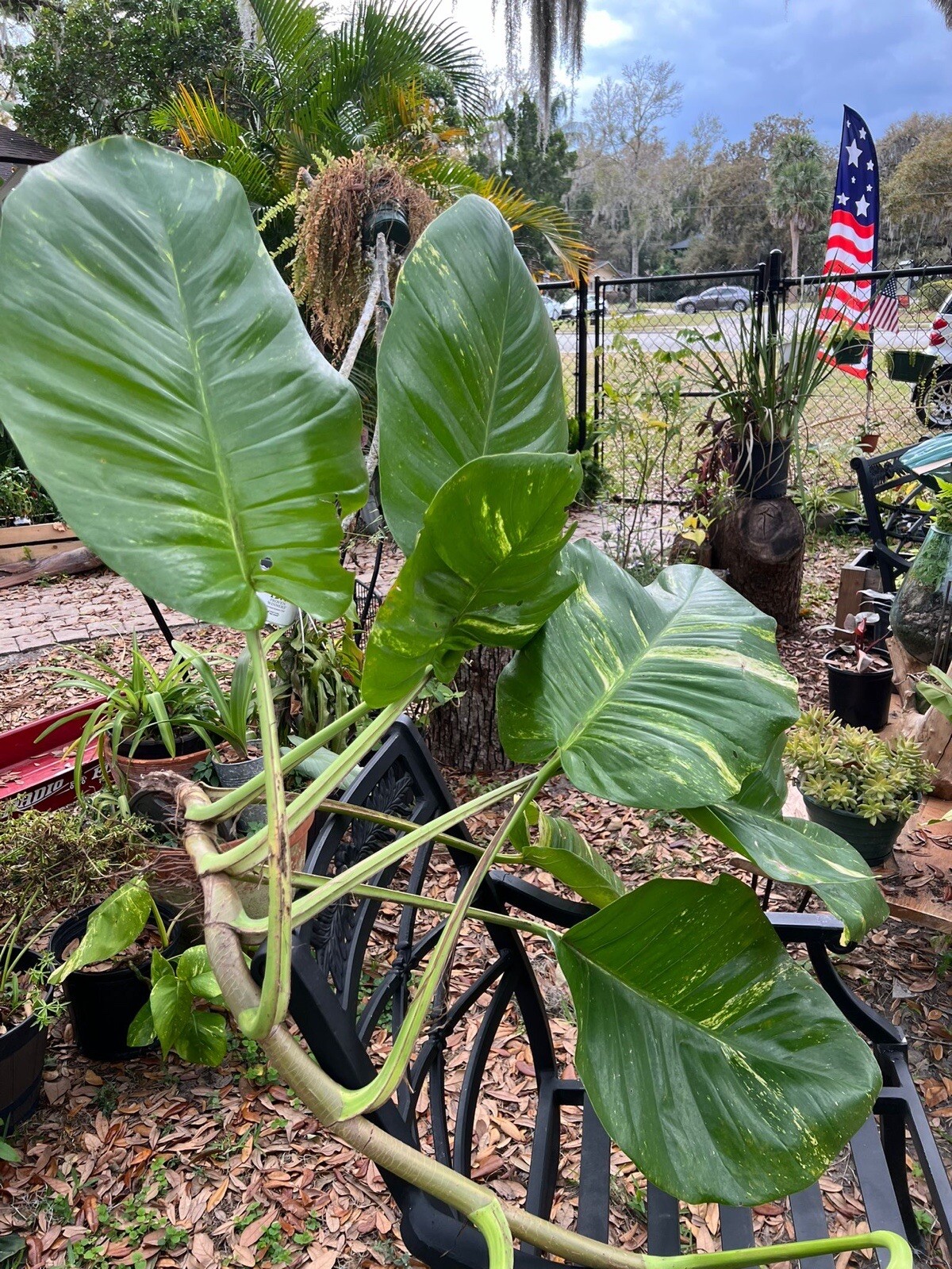 Golden Aurea Pothos Giant | eBay