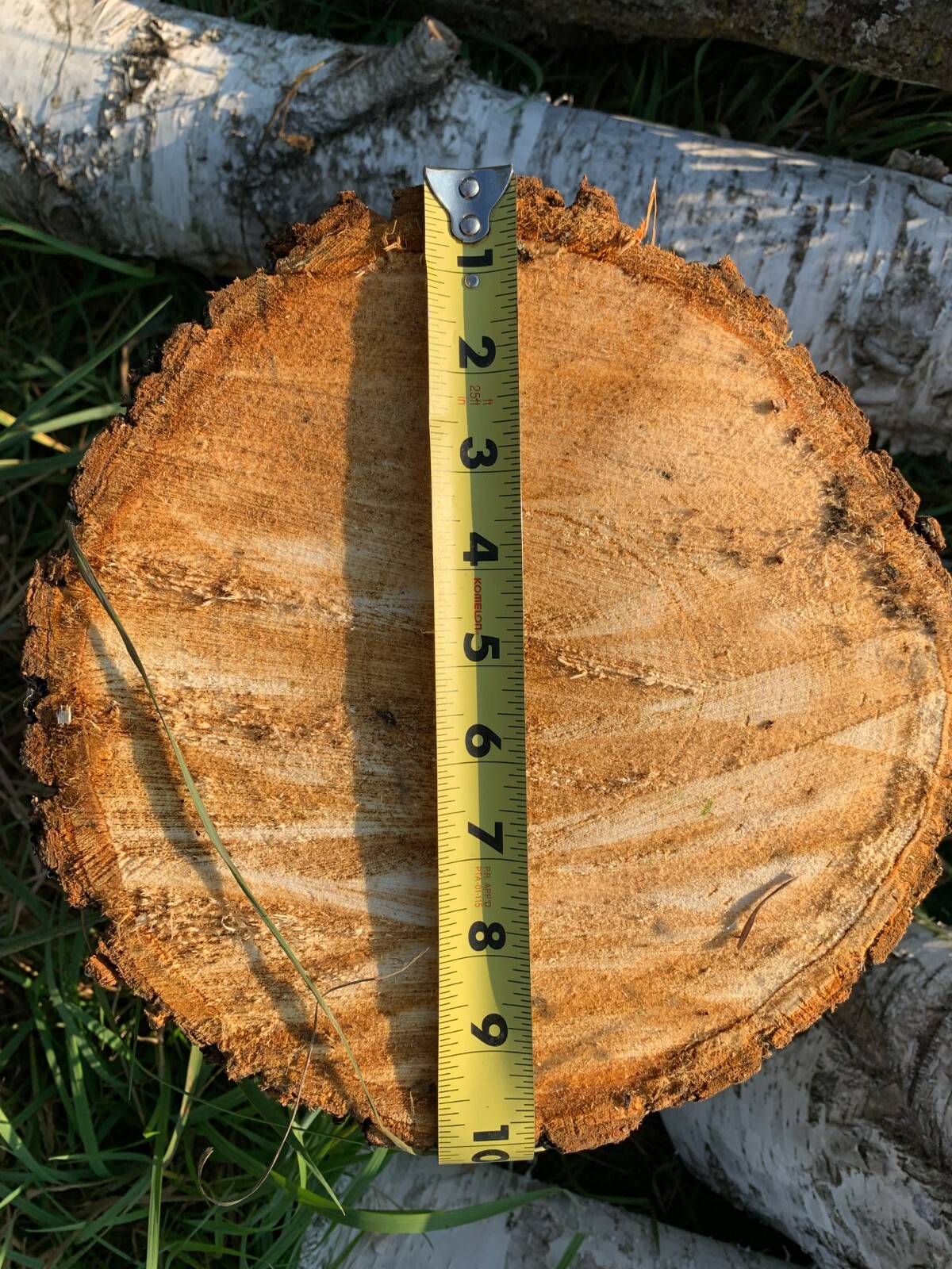 Bass Wood Log, approximately Approx 10 inches diameter, about 14 inches ...