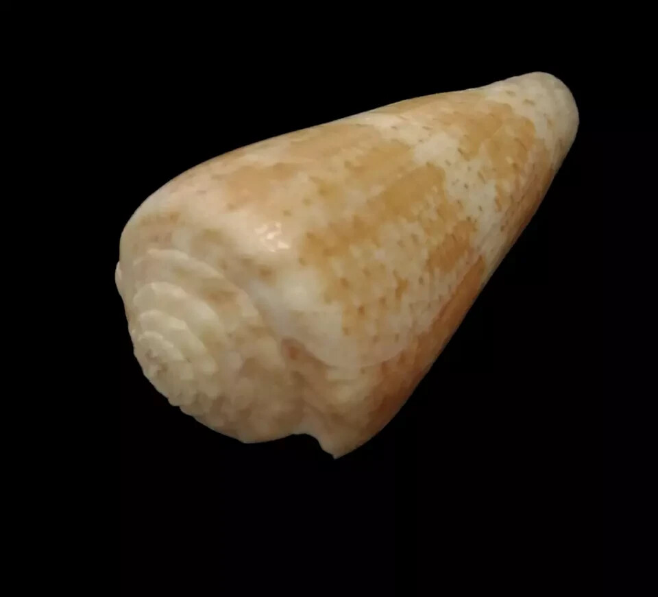 Shell CONUS QUEKETTI W/O South Africa 47,5 mm | eBay