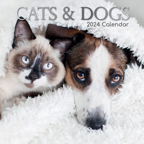 Cats & Dogs - 2024 Square Wall Calendar Pets Animals 16 Months Premium ...