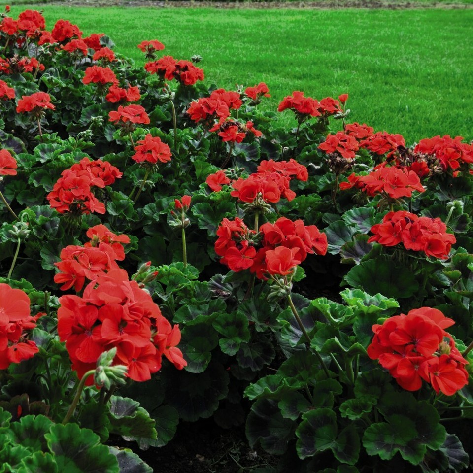 T&M Geranium Best Red Garden Plant Patio Half-hardy Perennial Flowering ...