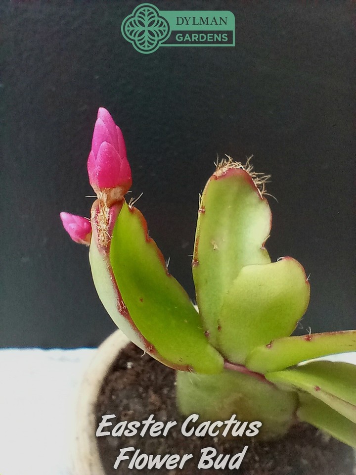 Easter Cactus - Rhipsalidopsis x graeseri - Live Plant 4 to 6 inches ...