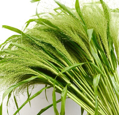 500x Sparkling Fountain Panicum Elegans Seeds - Ornamental Grass | eBay UK