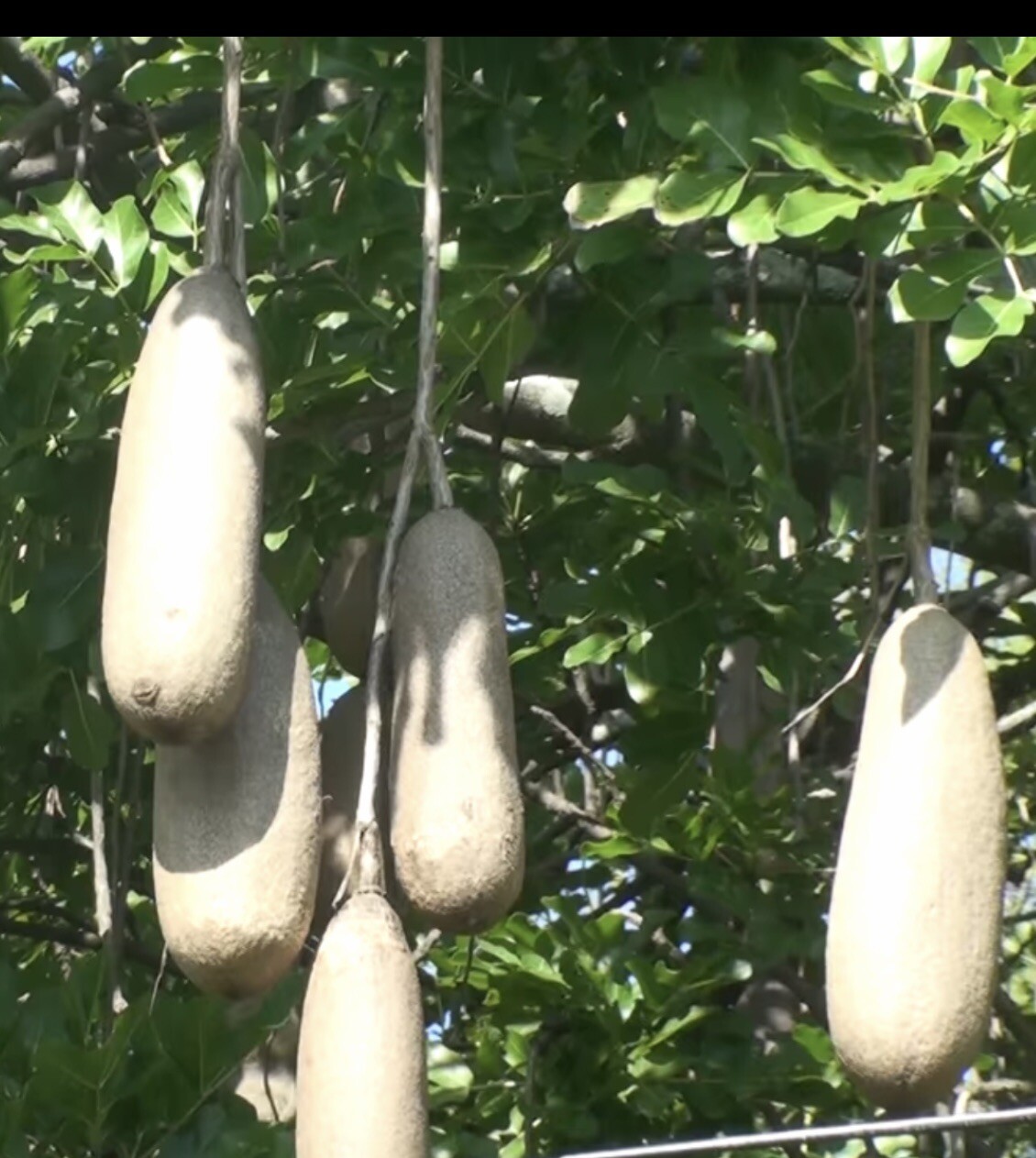 Pure 100% Kigelia Africana Powder,Sausage Fruit,Balam Kheera,Pinnata ...