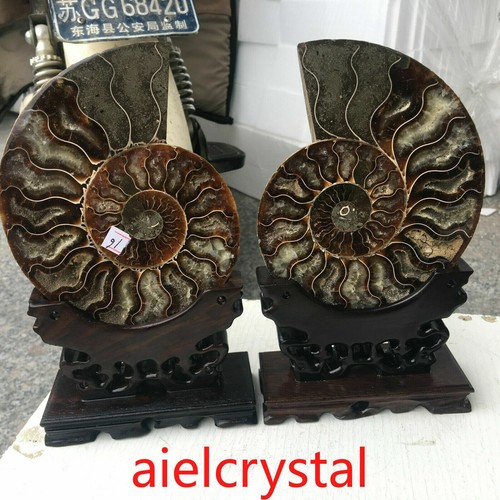 A pair Ammonite Disc Fossil Conch Specimen quartz Reiki Healing+Stand ...