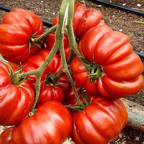 Tomato seёds, American ribbed tomato, organic seёds, 0,2gramms #104 ...