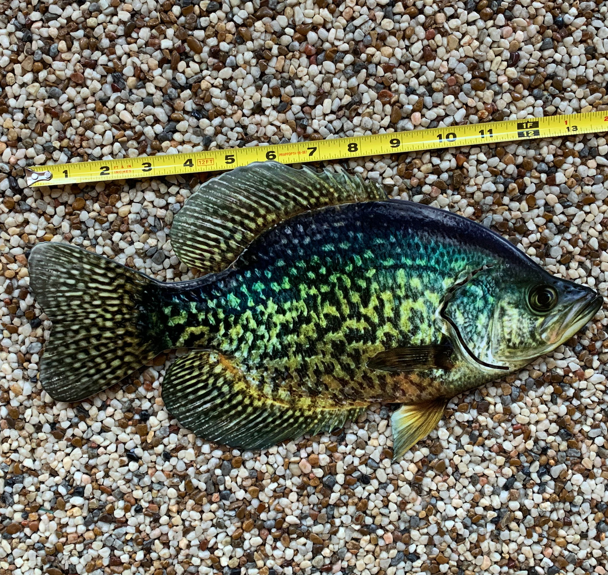 Baby Black Crappie