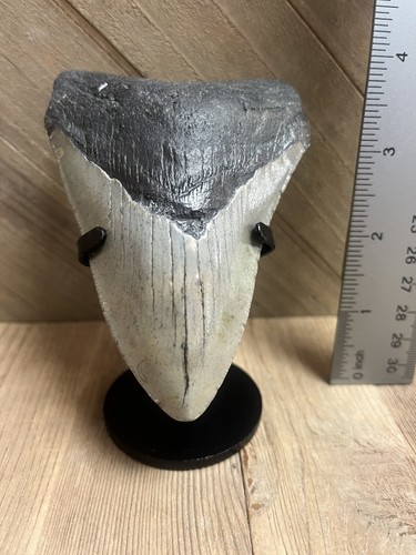 MEGALODON SHARK TOOTH Real Fossil - w/ DISPLAY STAND | eBay