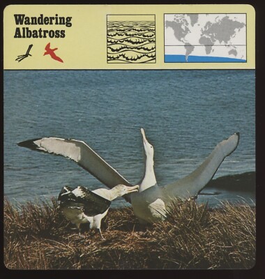Wandering Albatross Safari Cards Rencontre Birds | eBay