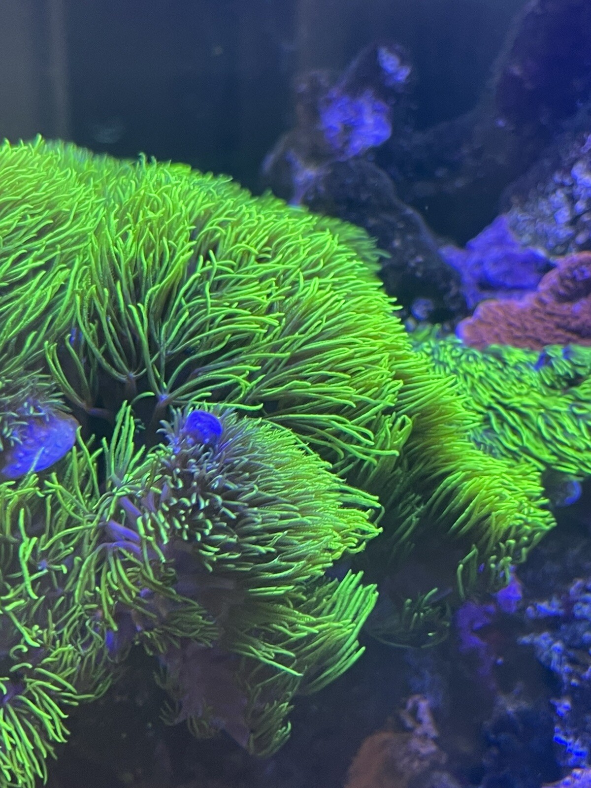 ULTRA NEON Green Star Polyp GSP Soft Coral Beginner Grass not SPS LPS ...