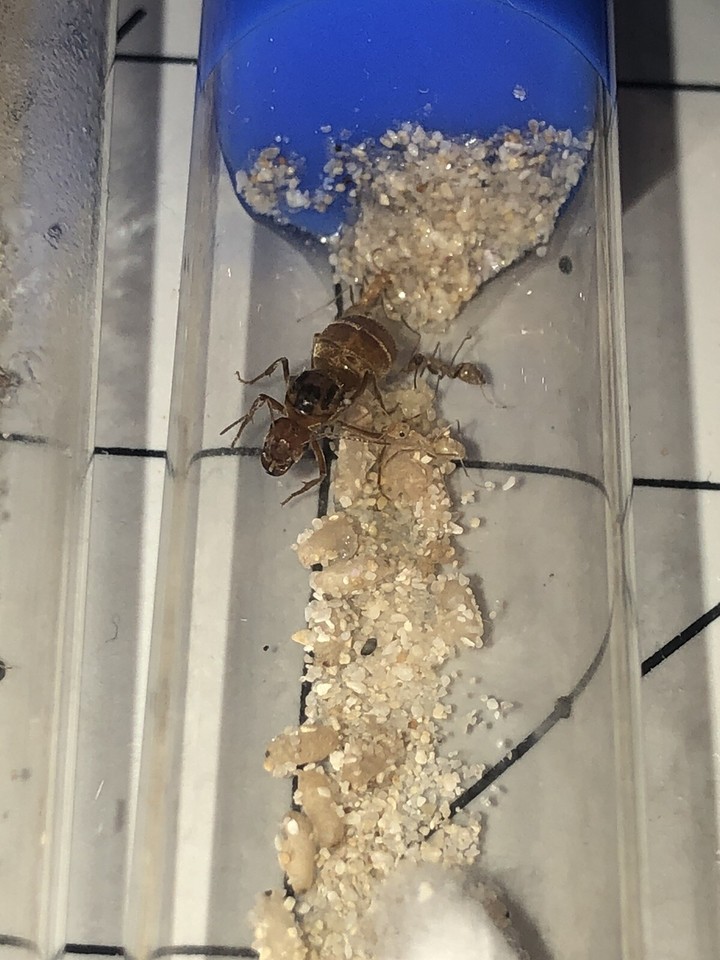 myrmecocystus wheeleri Colony Ant Queen Insect Reptile Feeders | eBay