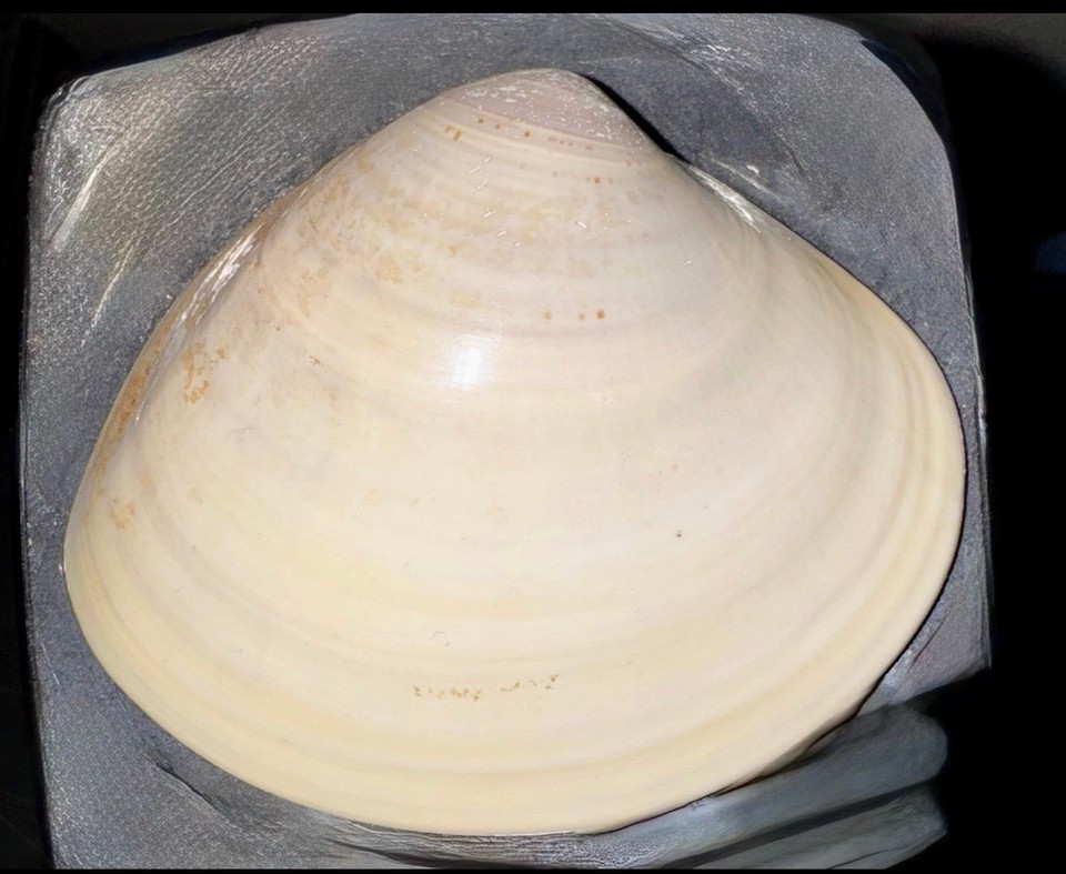 Rare Japanese Vtg Kai-Awase Hand Painted, Game Clam Shells | eBay