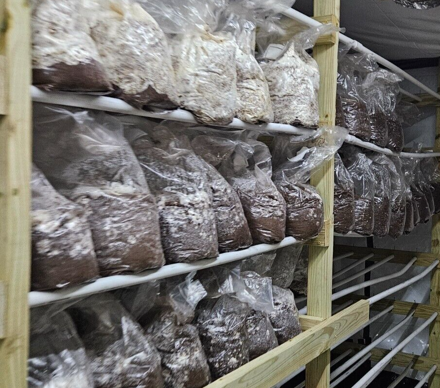 Premium Colonized Substrate Mushroom Grow Bags | eBay