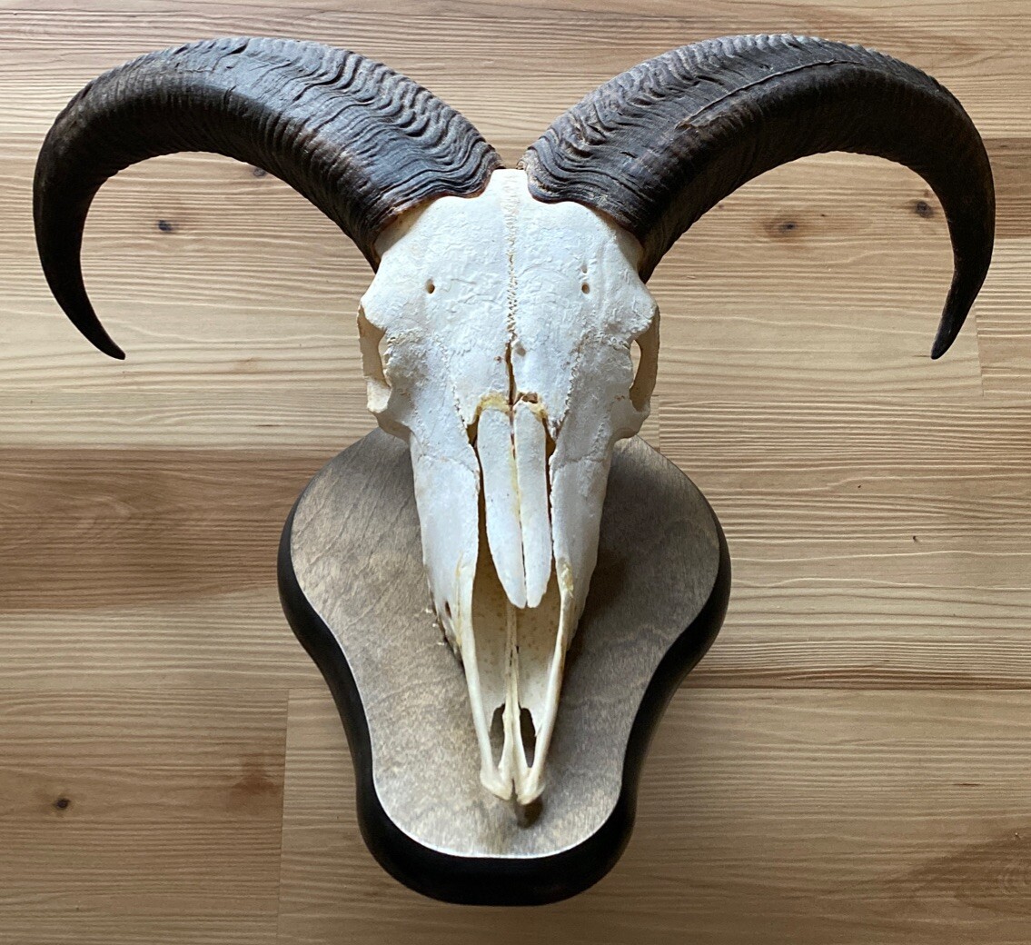 Mountain Sheep Skull