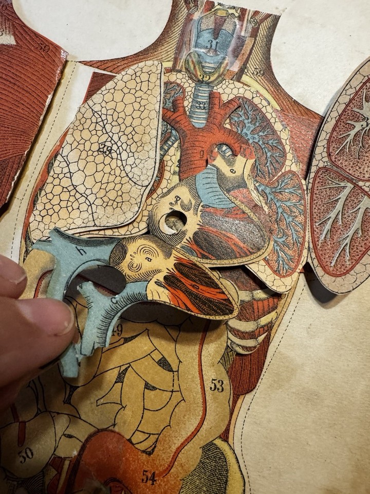 Antique American Frohse/Max Brodel Medical Anatomical Chart: Head Neck ...