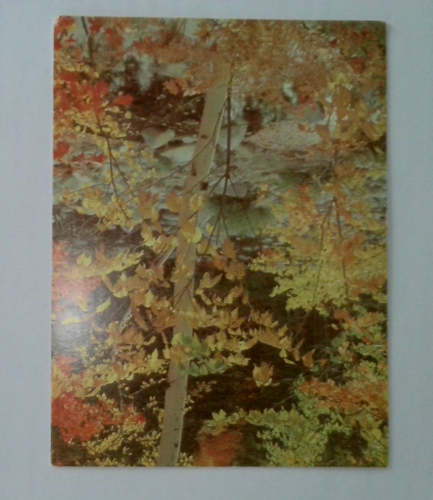 Vintage Autumn Splendor Trees Fall Leaves Happy Birthday Litho USA ...
