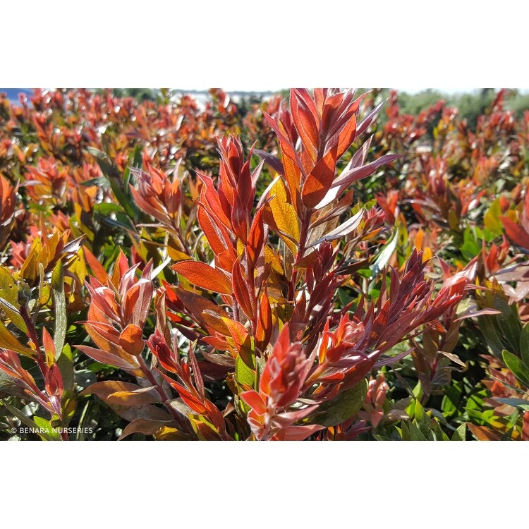 Callistemon x hybrida Red Rocket - Crimson Bottlebrush, Plant in 9 cm ...