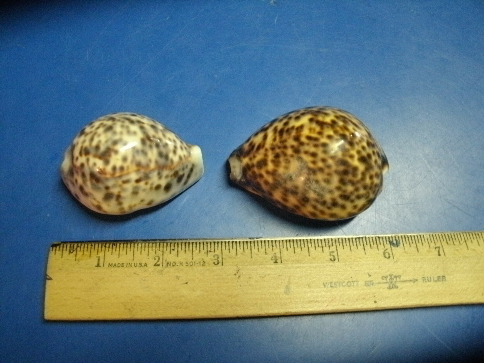 LOT OF TWO TIGER COWRIE SHELLS CYPRAEA TIGRIS | eBay