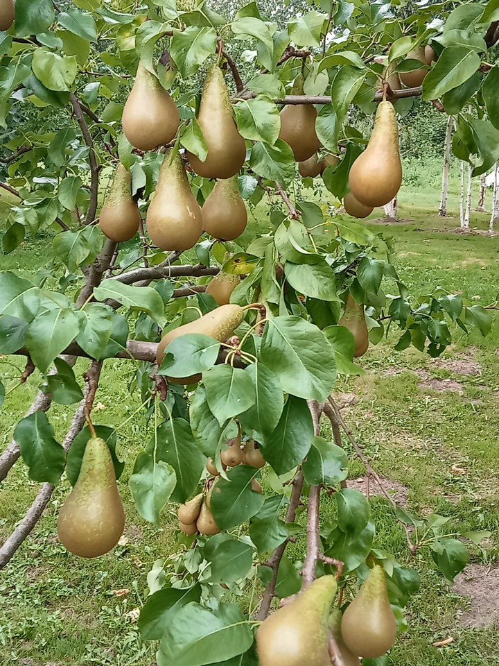 4ft Pear trees UK grown | eBay UK