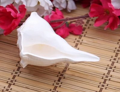 Dakshinavarti Shankh Small Conch Shell for Goddess Laxmi & Vishnu Havan ...