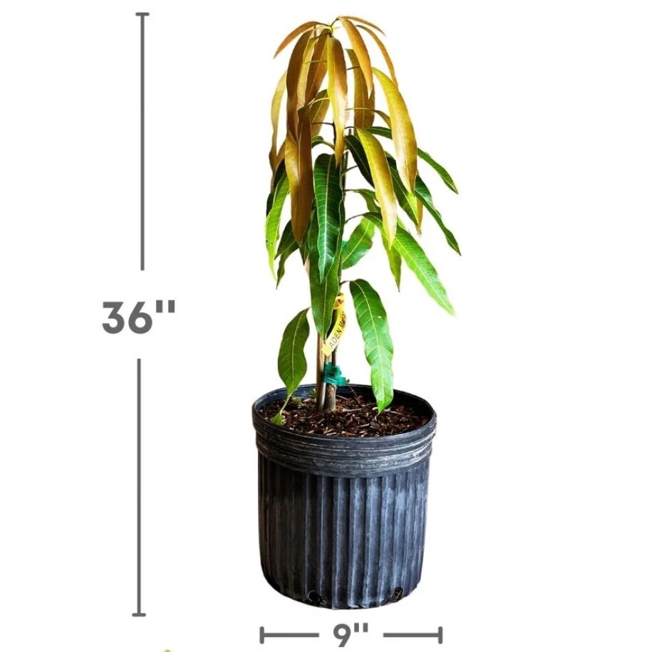 Haden Mango Grafted Tree 2-4 Ft Tall. Ship To All States. Real Photos ...