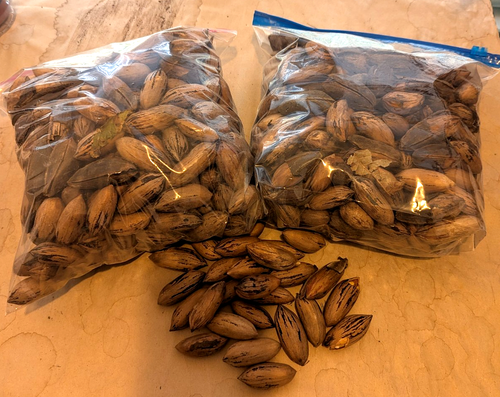 Fresh(Just picked up)Georgia Long Soft-Shell Pecans In Shell Schley 5 ...
