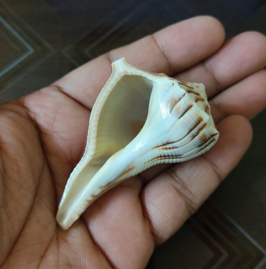 Rare Small Dakshinavarti Lakshmi Shankh for goddess of wealth ...