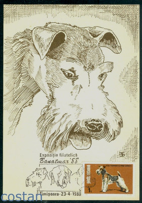 1982 Dog,Wire Fox Terrier/Foxterrier/Fox-terrier sarmos,Chien,Romania ...