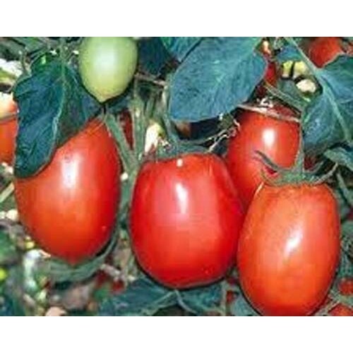 Tomato Rio Grande Great Heirloom Garden Vegetable By Seed Kingdom 1/4 ...