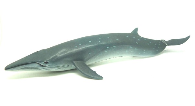 Seiwal (safari Ltd. Meerestiere 100098) günstig kaufen | eBay