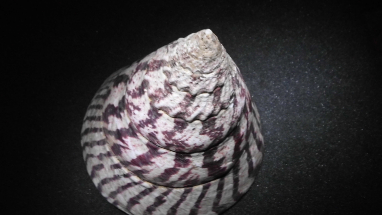 VERY NICE HUGE SHELL / TECTUS NILOTICUS > TAHITI , FRENCH POLYNESIA | eBay