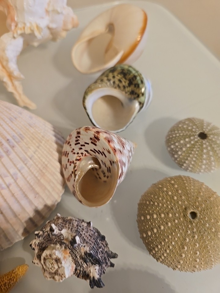 Seashell Assorted Collection Lot of 34 Pieces | eBay