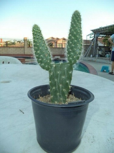 Rooted & Sprouted Snow Opuntia Hairy Fuzzy Succulent Cactus Plant 3"-5 ...