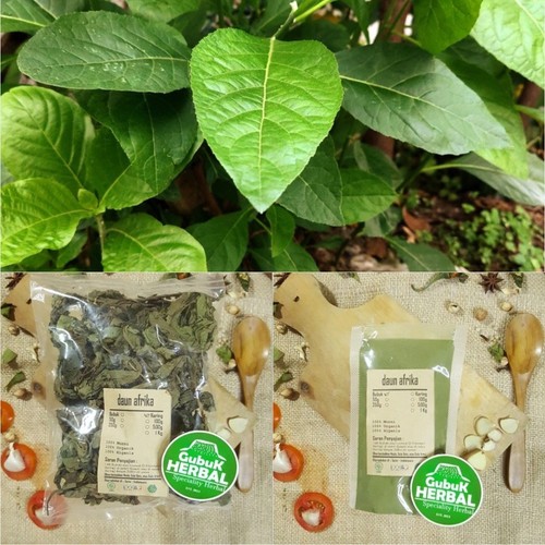 Dried and Powder Vernonia Amygdalina African Bitter Leaf ORGANIC | eBay