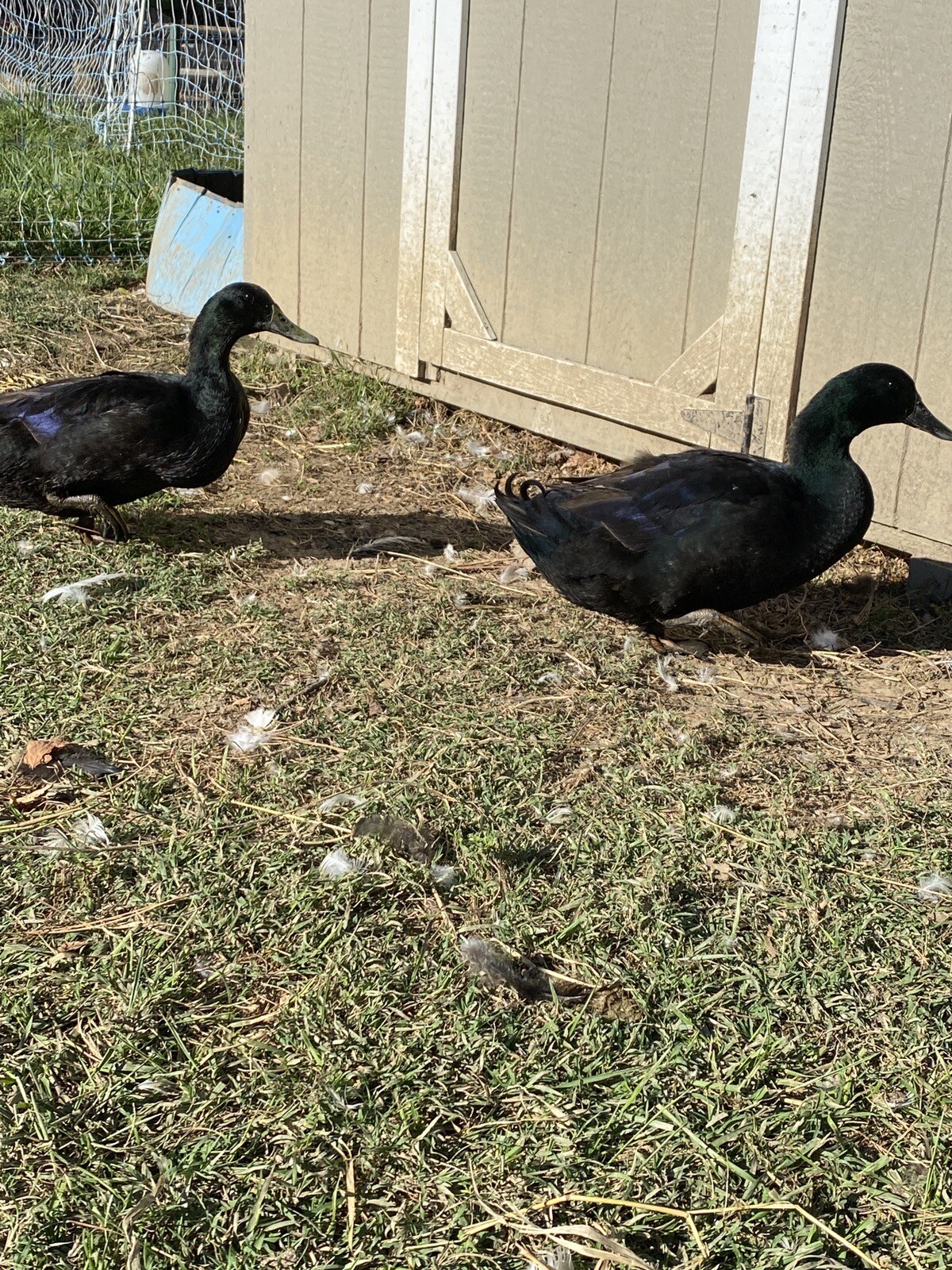 3 Fertile Cayuga + Cayuga Mix Duck Hatching Eggs - Rare Grey/Black Egg ...